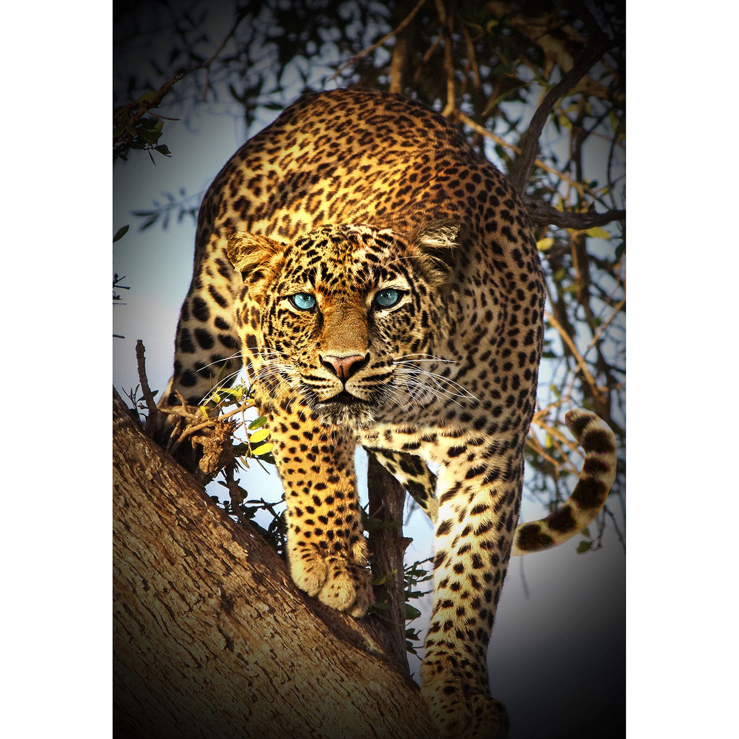 Call of the Wild - Leopard Panel | ConnectingThreads.com