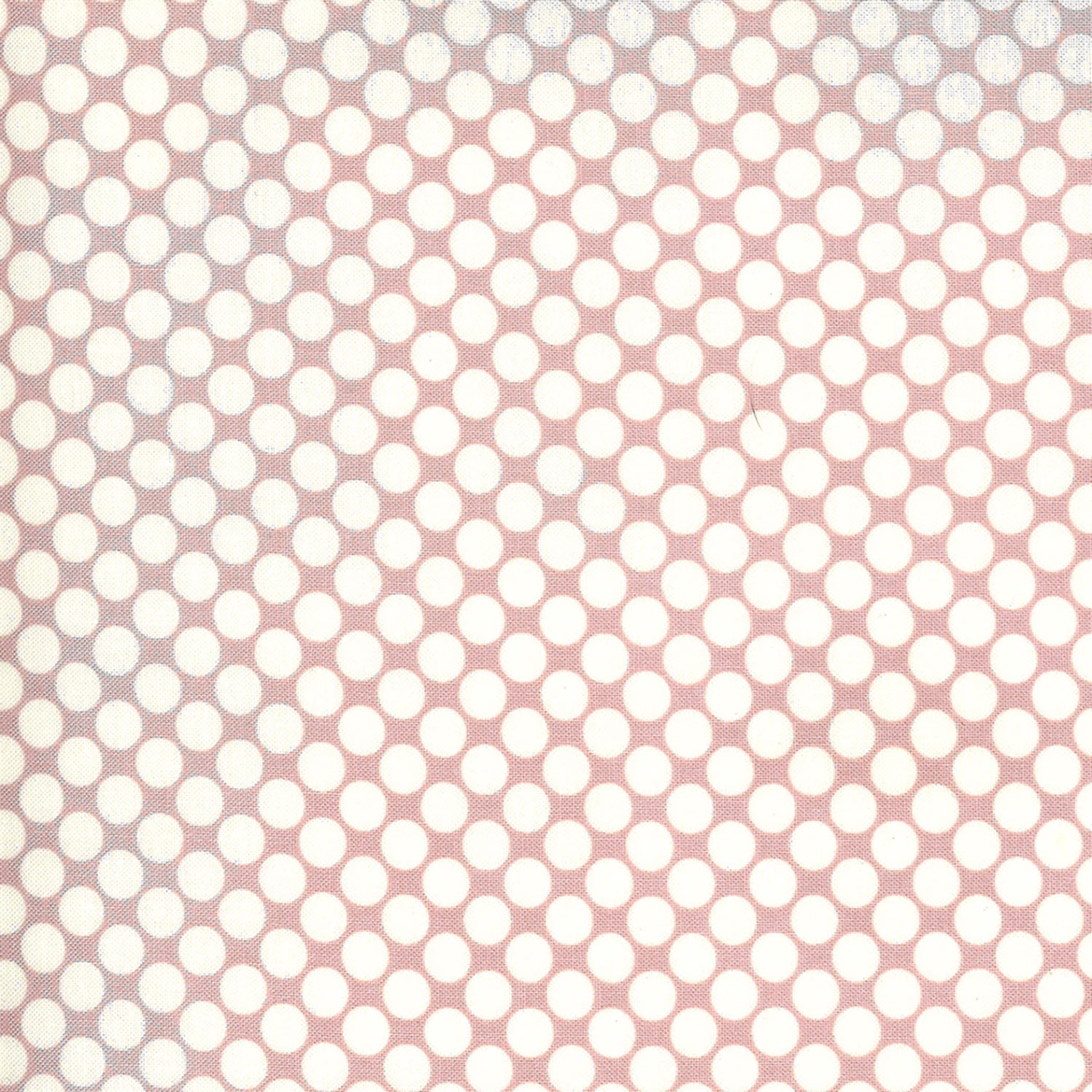 Kitty Corn - Polka Dot | ConnectingThreads.com